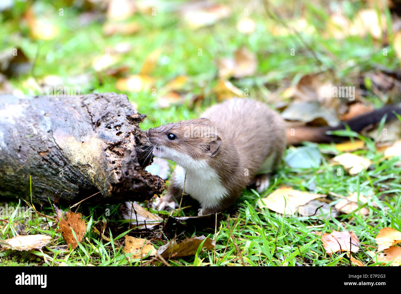 Ermine, autumn, big weasel, short tail weasel, Mustela erminea ...