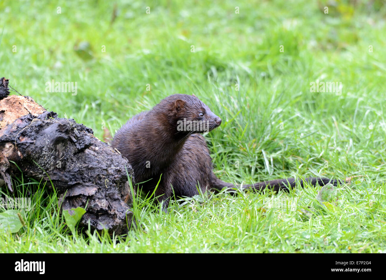 american mink, mink, Mustela lutreola, mustelidae, predator, robber ...