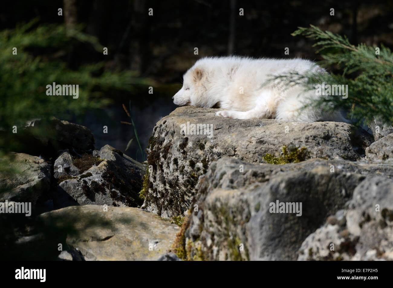 Polar fox, ice fox, Vulpes lagopus, predator, animal, wild animal ...