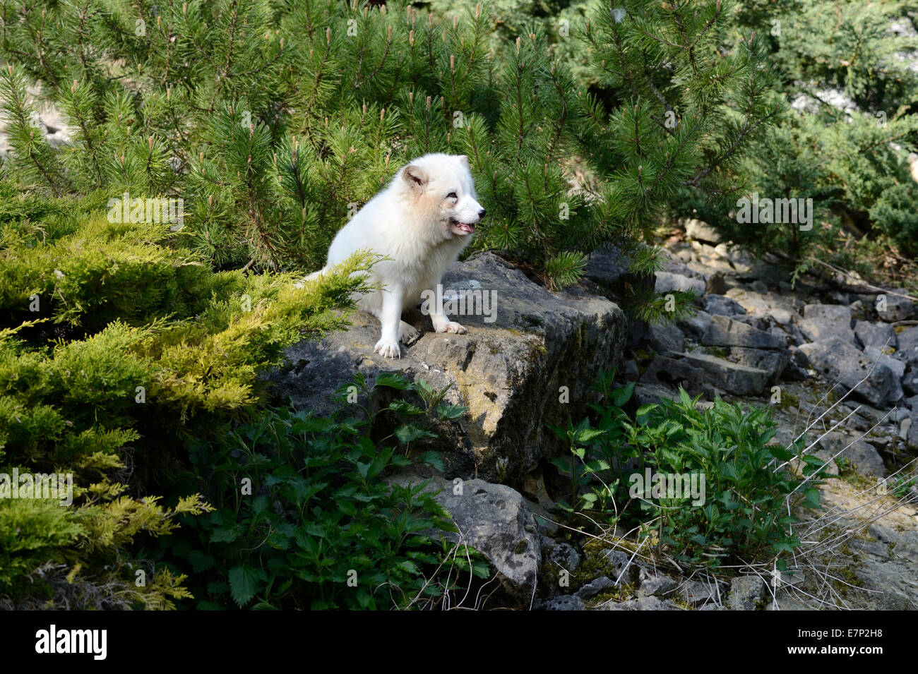 Polar fox, ice fox, Vulpes lagopus, predator, animal, wild animal ...