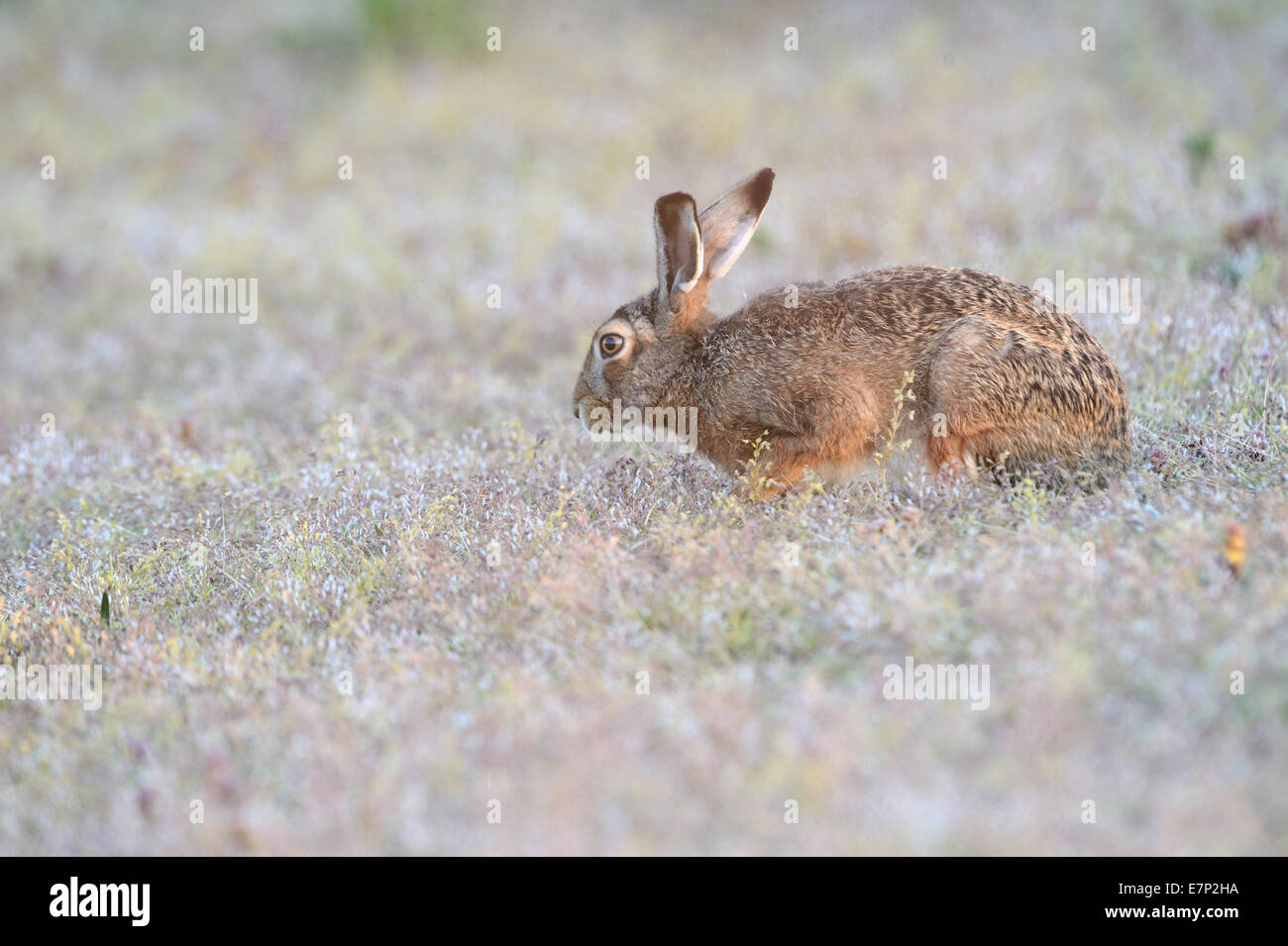 Hare, Rabbit, Lepus europaeus Pallas, brown hare, bunny, rodent, rodent ...