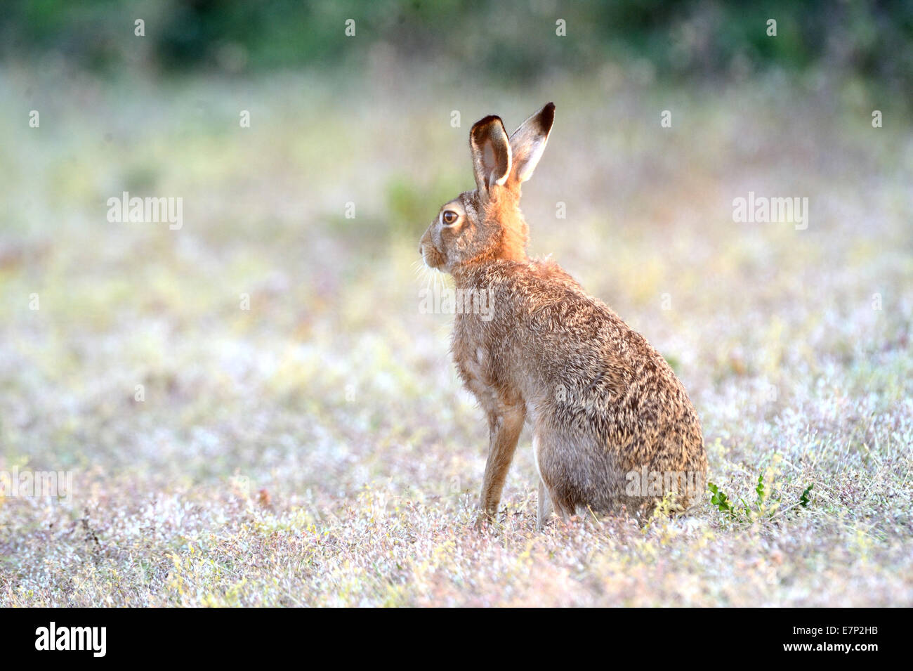 Hare, Rabbit, Lepus europaeus Pallas, brown hare, bunny, rodent, rodent ...