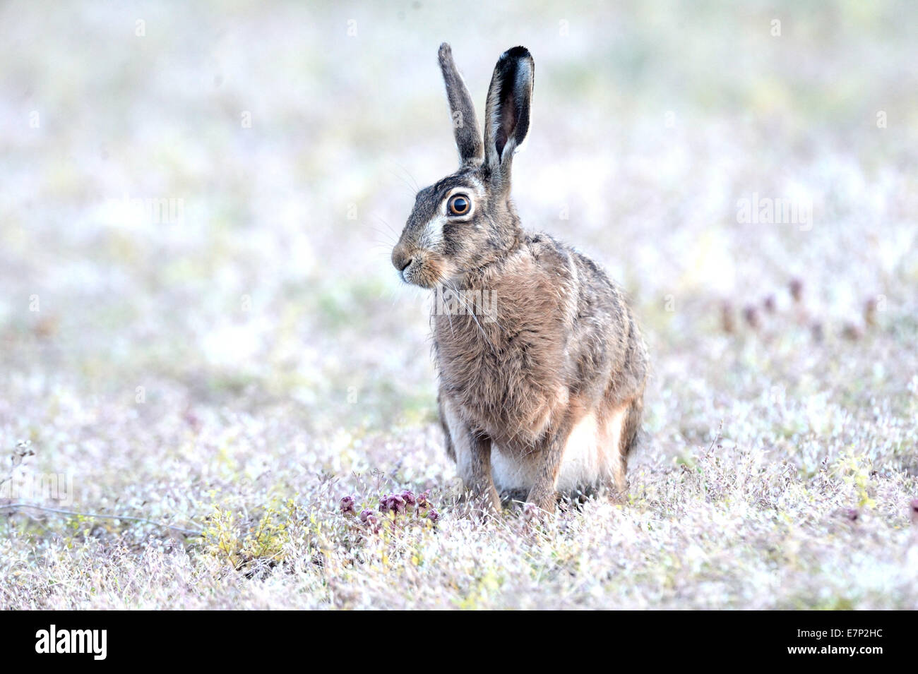 Hare, Rabbit, Lepus europaeus Pallas, brown hare, bunny, rodent, rodent ...