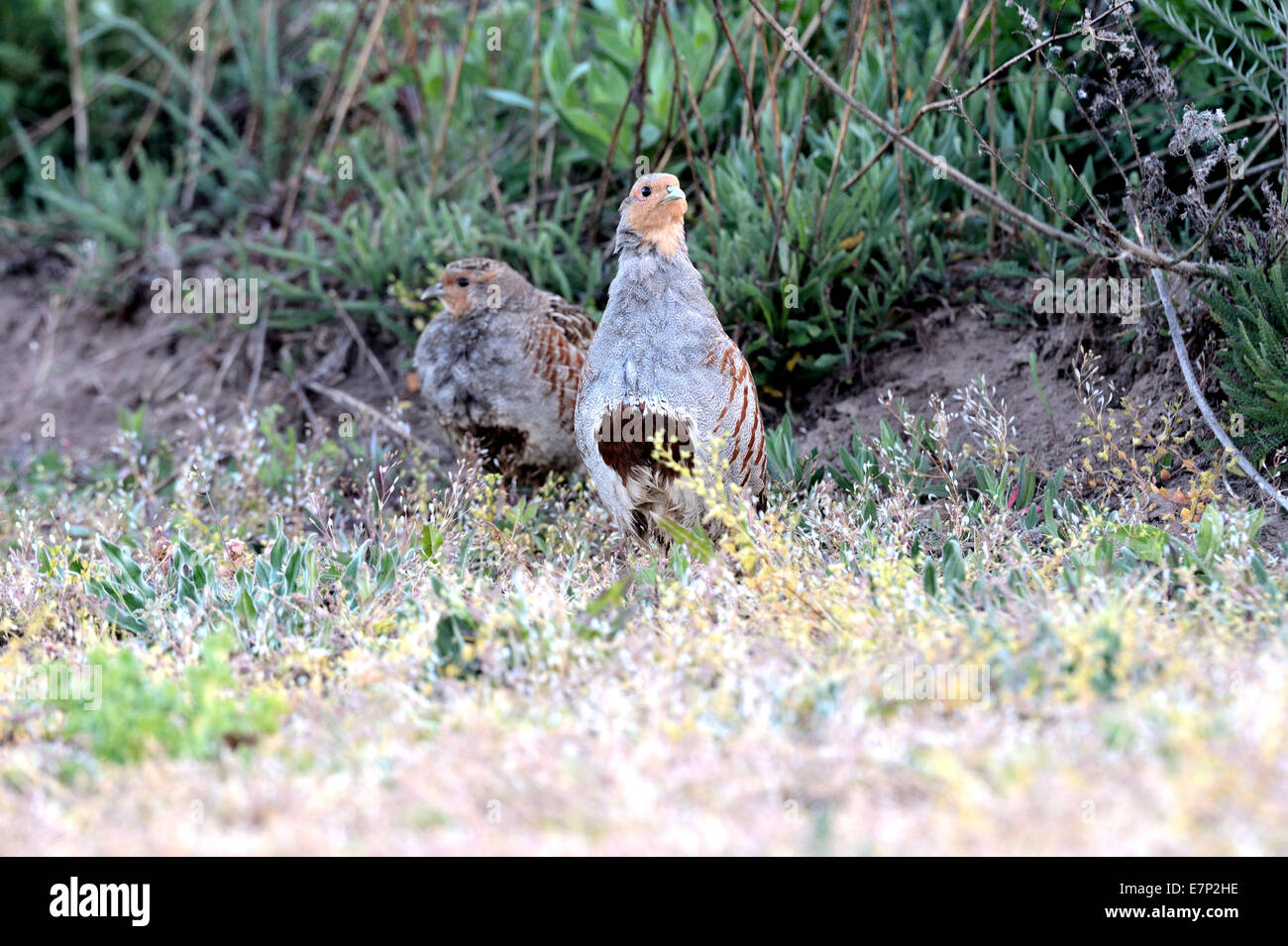Partridge, Perdix perdix, chickens, hens, gallinaceous bird, wild ...