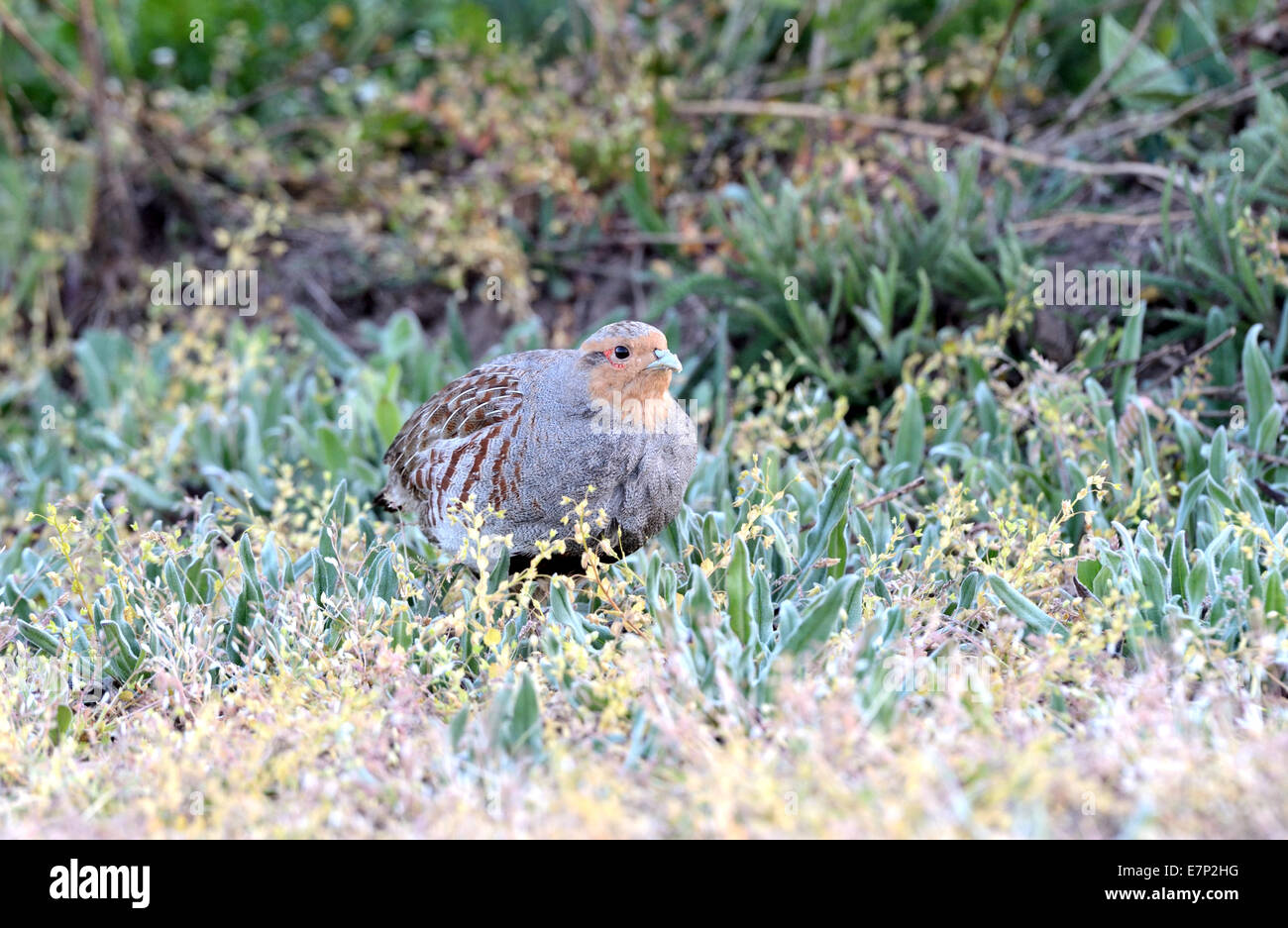 Partridge, Perdix perdix, chickens, hens, gallinaceous bird, wild ...