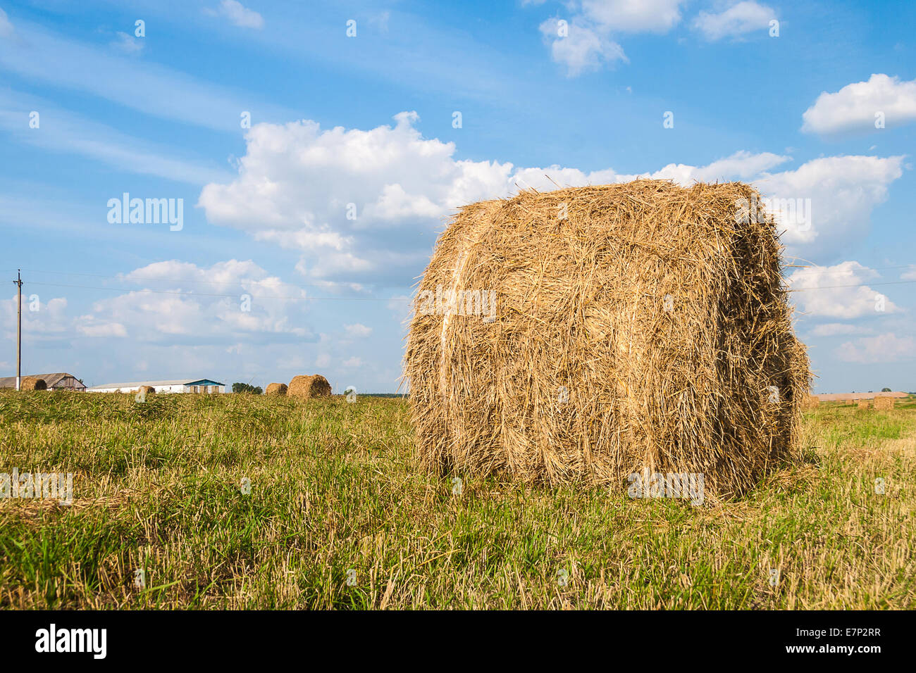 Haystacks in the field Stock Photo - Alamy