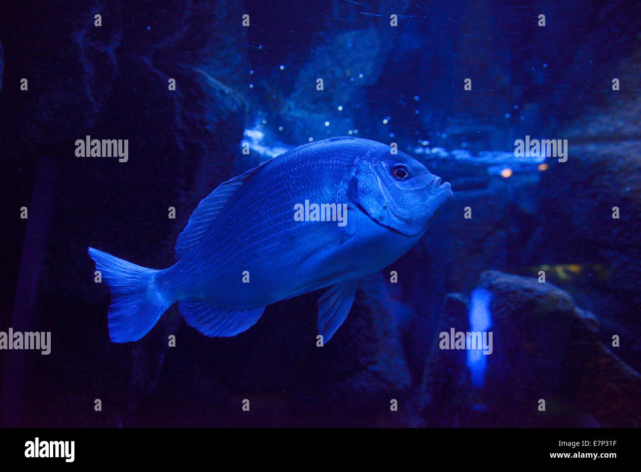 Europe, Greece, Greek, Crete, Mediterranean, island, Aquarium, Kato ...