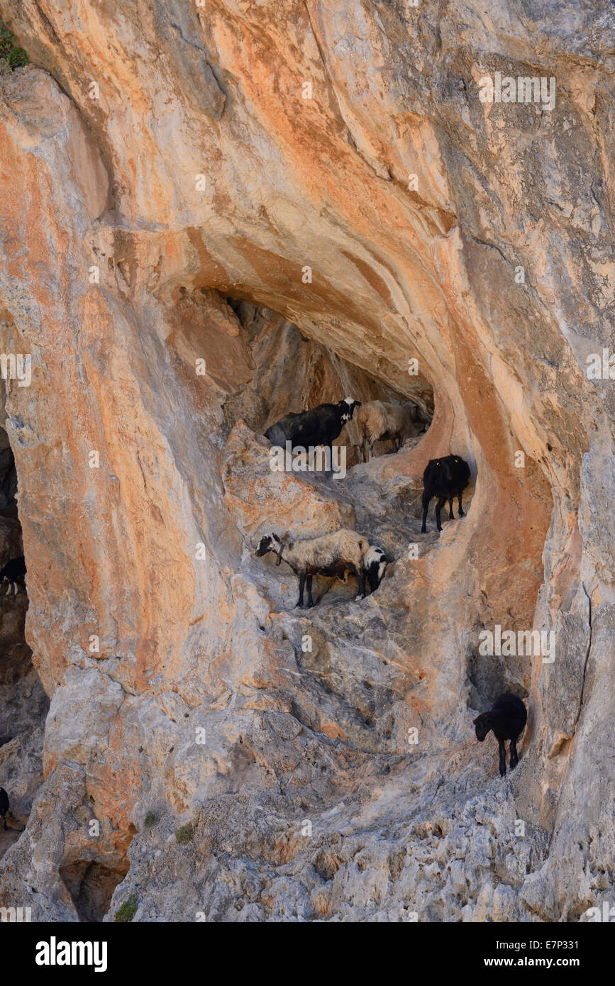 Greek Goats High Resolution Stock Photography and Images - Alamy