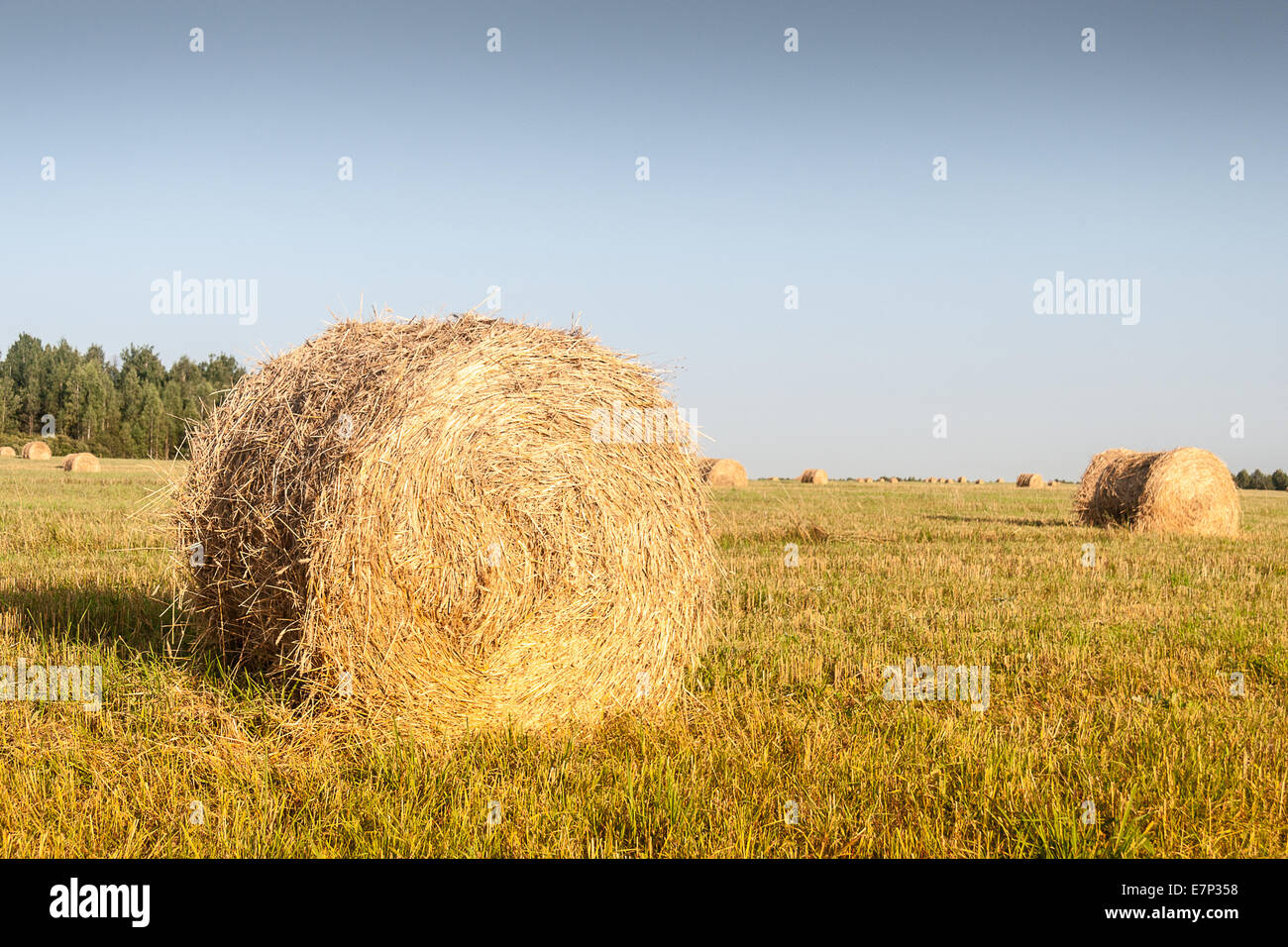 Haystacks in the field Stock Photo - Alamy