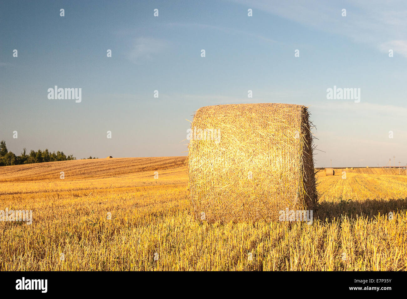 Haystacks in the field Stock Photo - Alamy