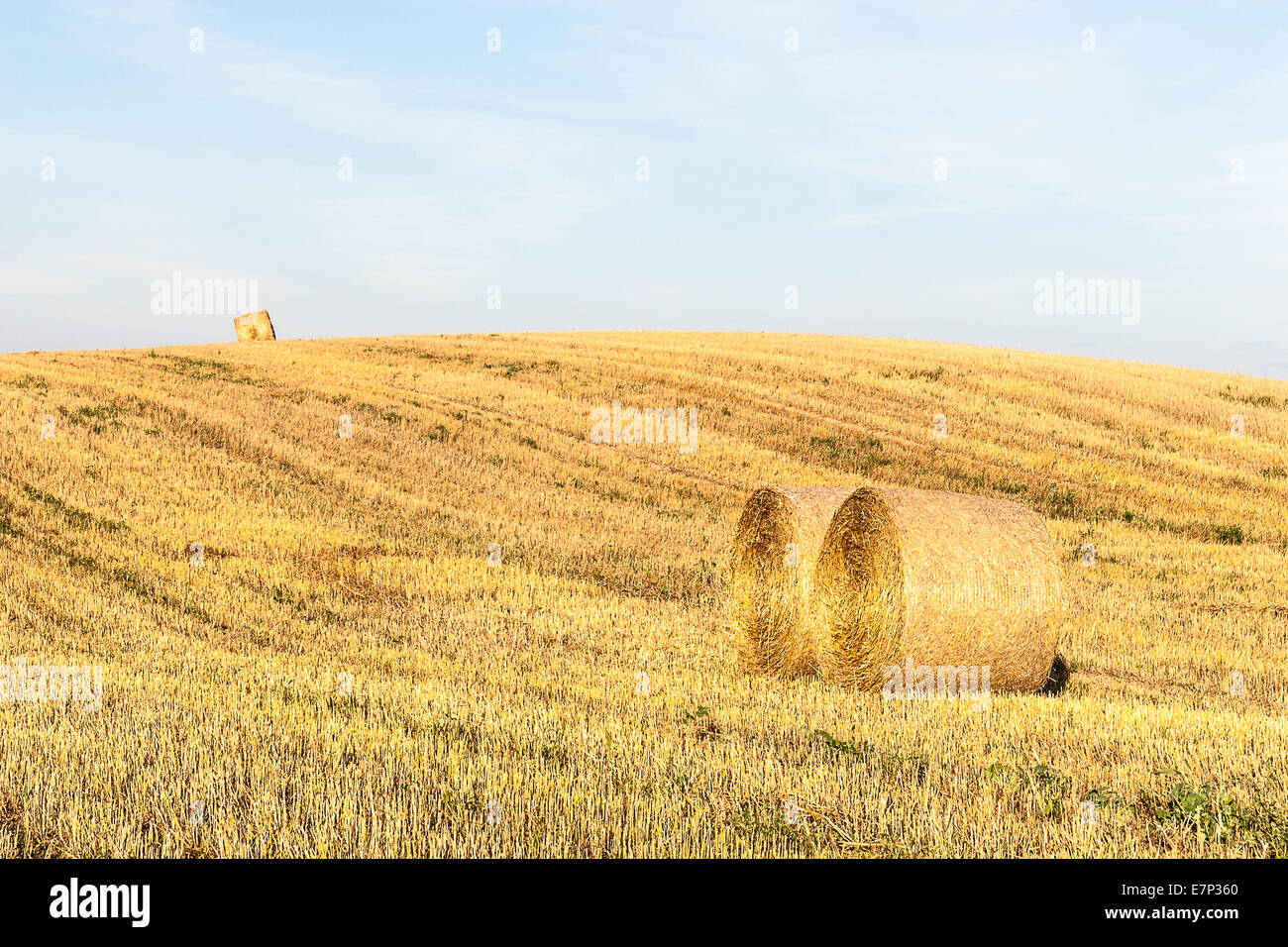 Haystacks in the field Stock Photo - Alamy