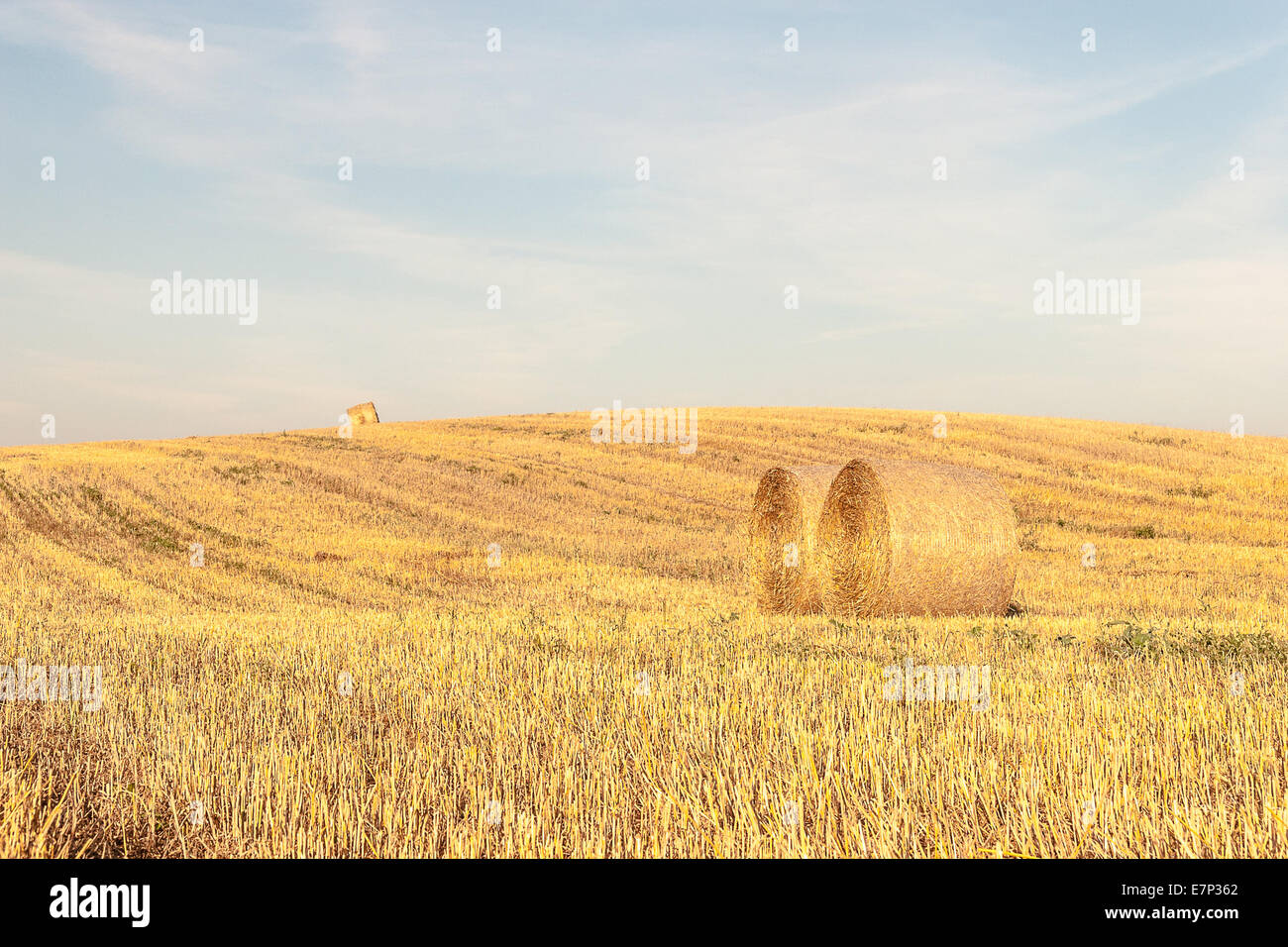 Haystacks in the field Stock Photo - Alamy