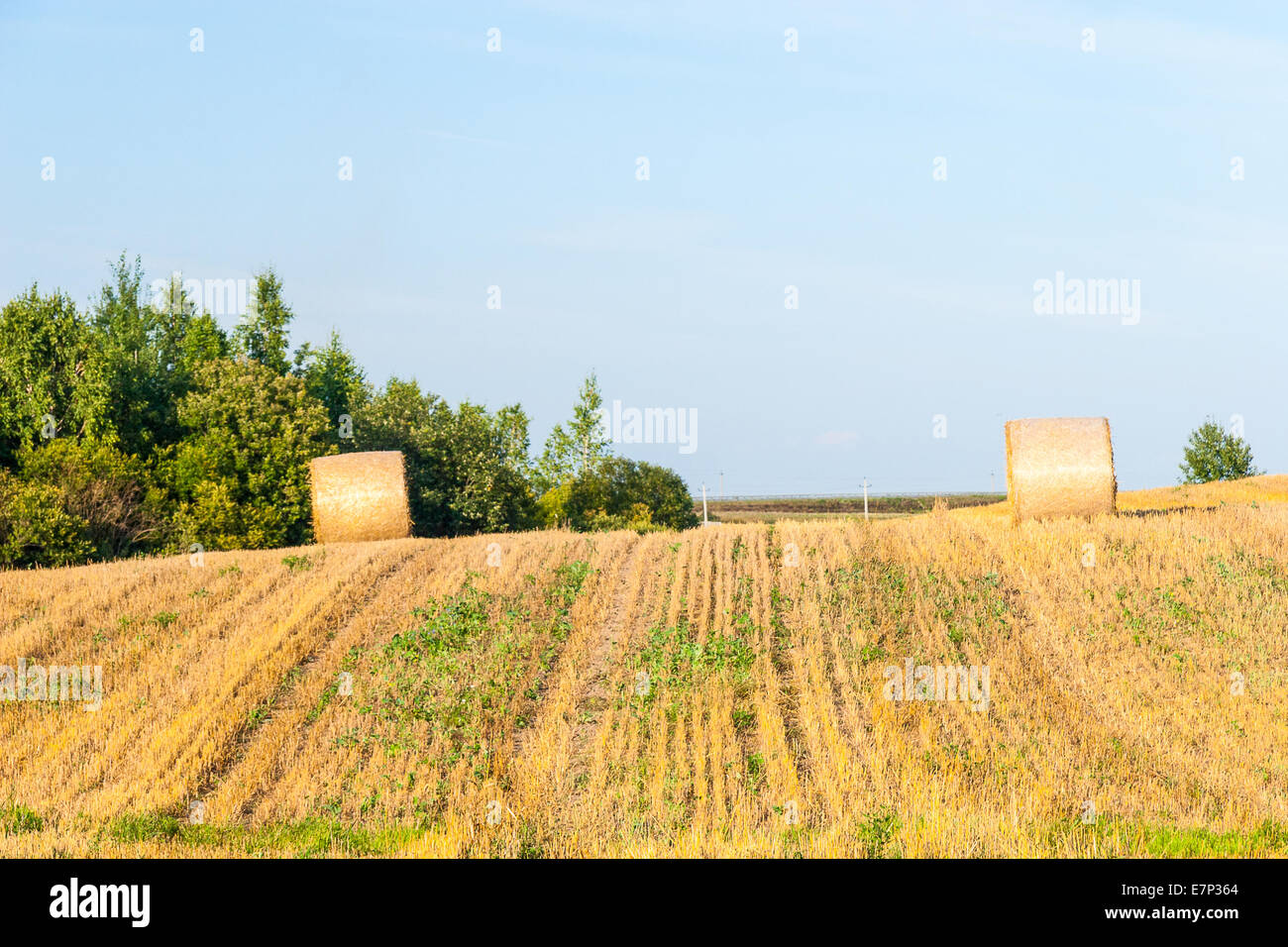 Haystacks in the field Stock Photo - Alamy