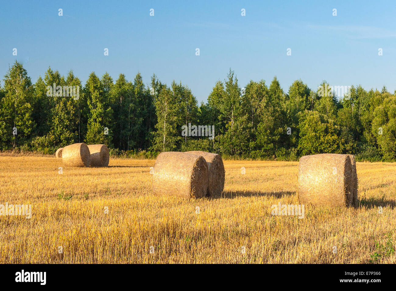 Haystacks in the field Stock Photo - Alamy