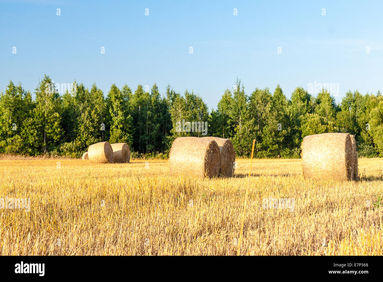 Haystacks in the field Stock Photo - Alamy