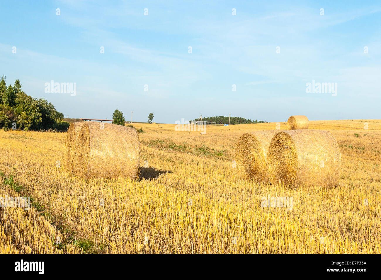 Haystacks in the field Stock Photo - Alamy