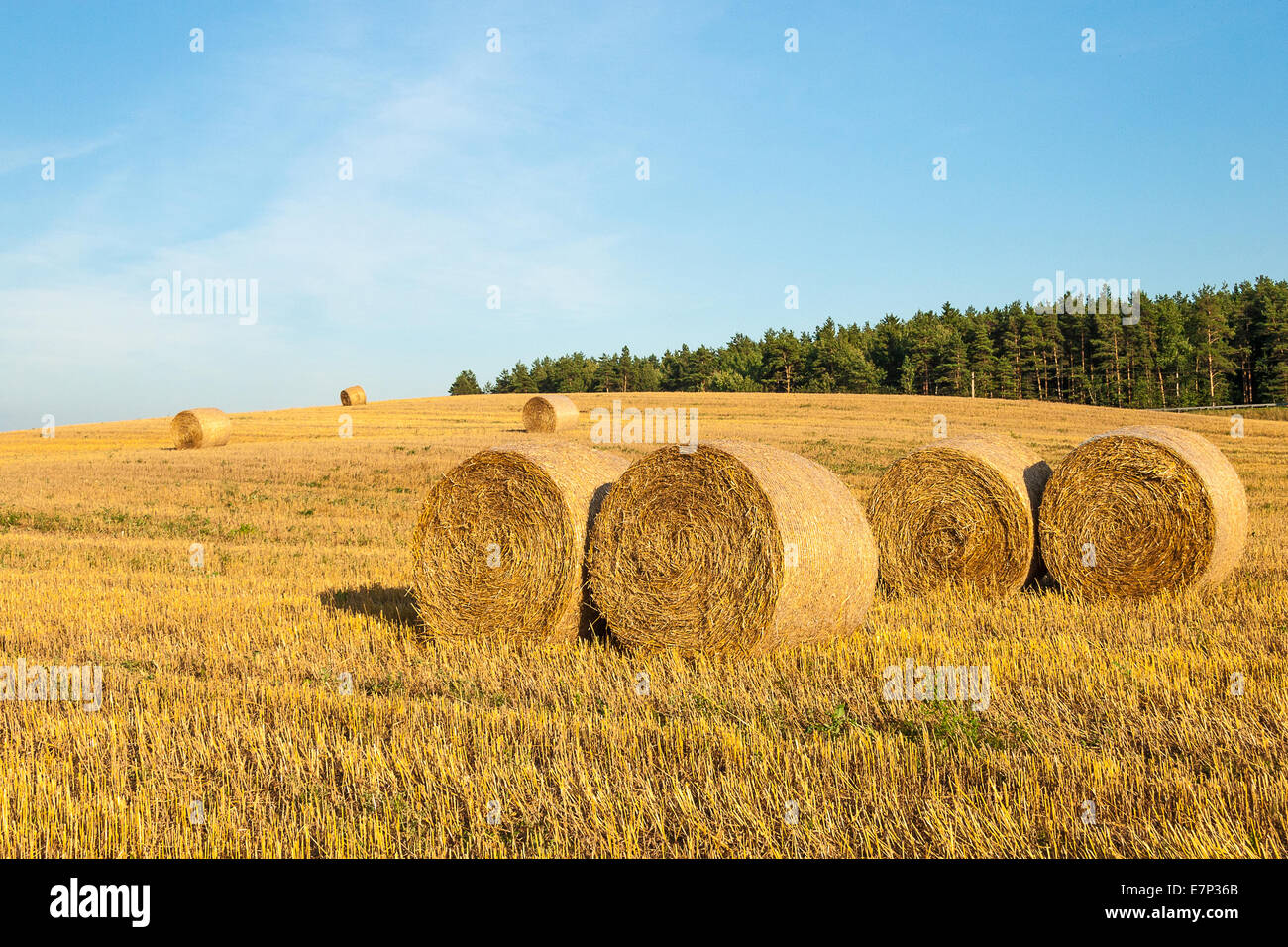 Haystacks in the field Stock Photo - Alamy