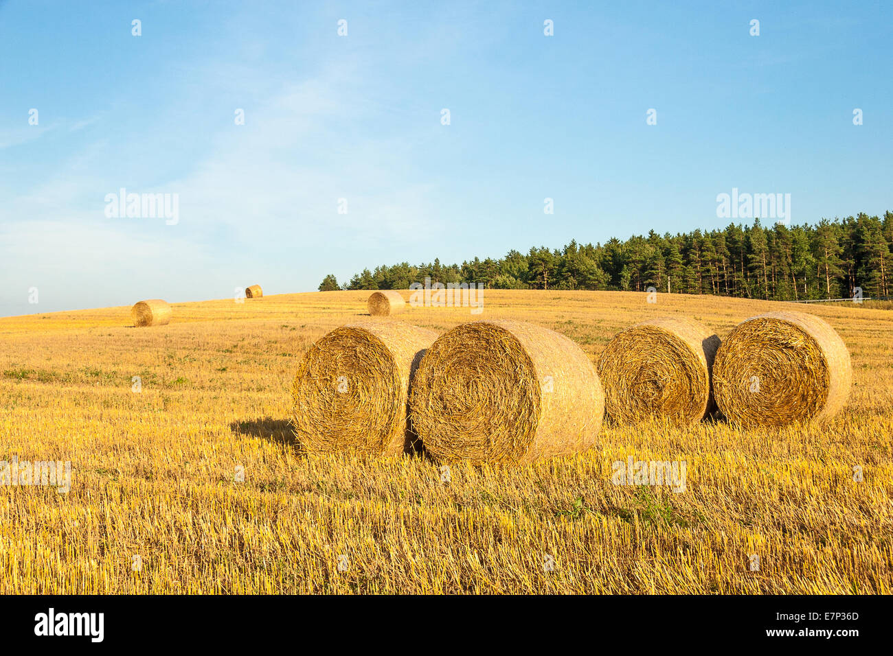 Haystacks in the field Stock Photo - Alamy