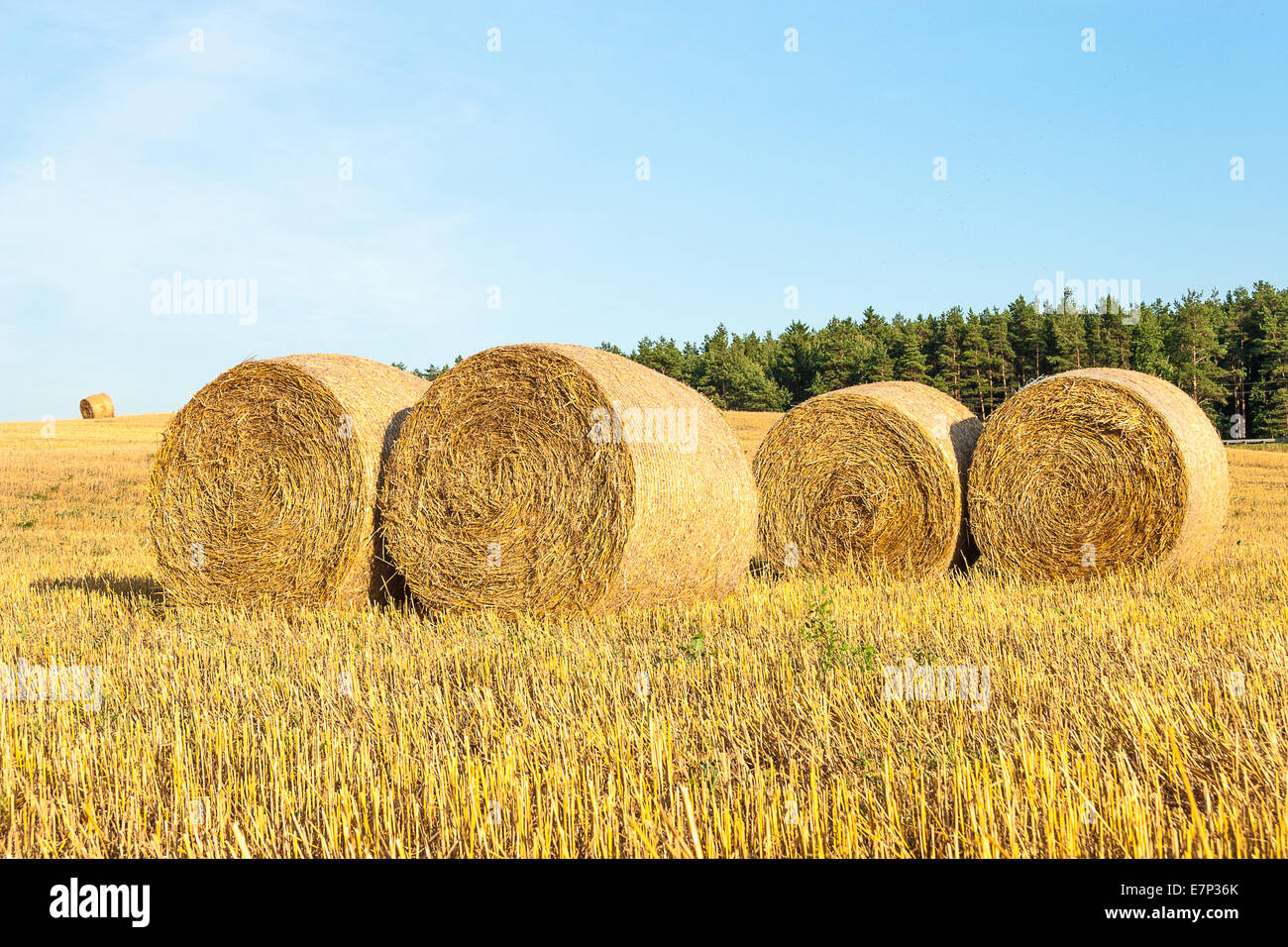 Haystacks in the field Stock Photo - Alamy