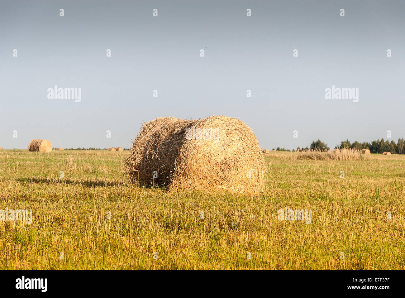 Haystacks in the field Stock Photo - Alamy