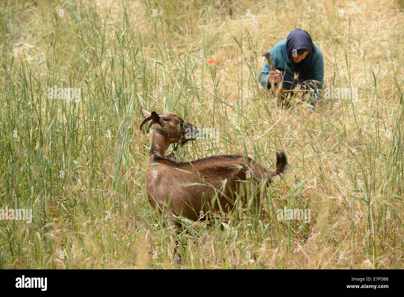 Europe, Greece, Greek, Crete, Mediterranean, island, Lassithi, Plateau ...