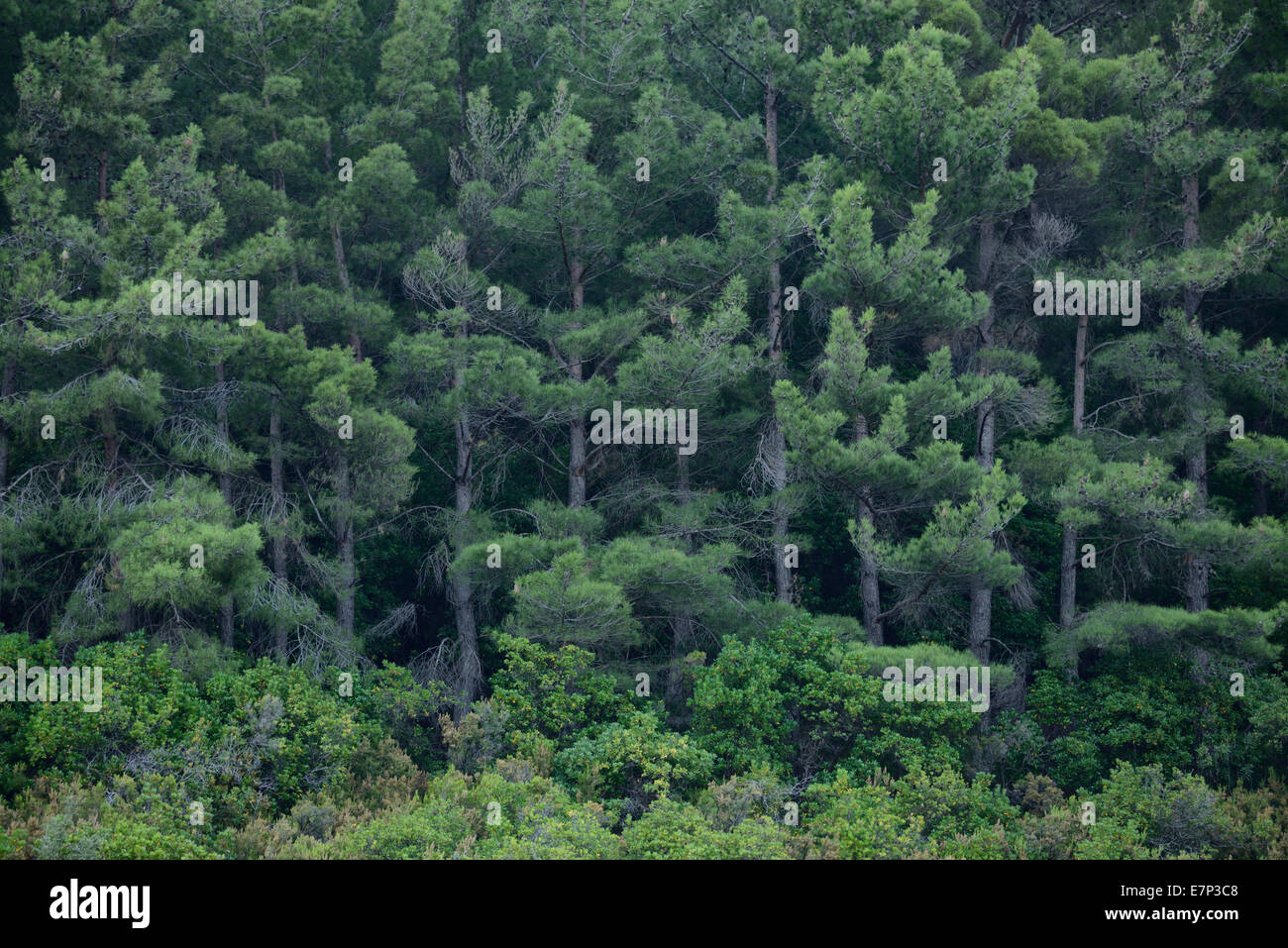 Europe, Greece, Greek, Crete, Mediterranean, island, Milia, forest ...
