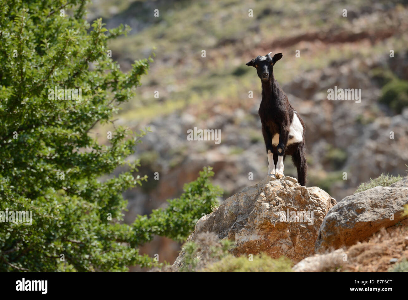 Europe, Greece, Greek, Crete, Mediterranean, island, Omalos, goat ...