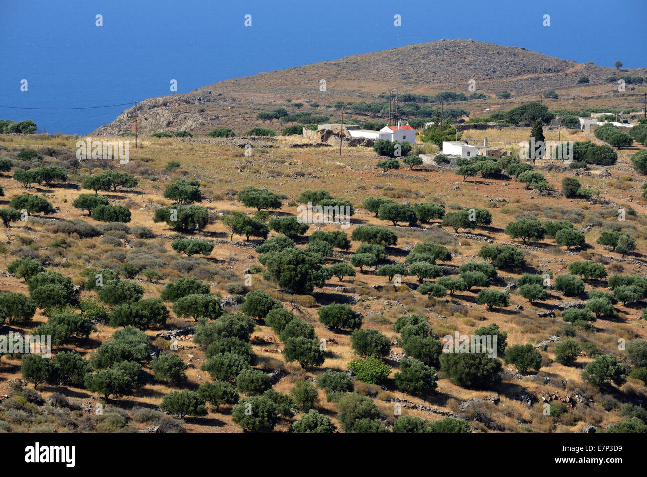 Mediterranean trees hi-res stock photography and images - Alamy