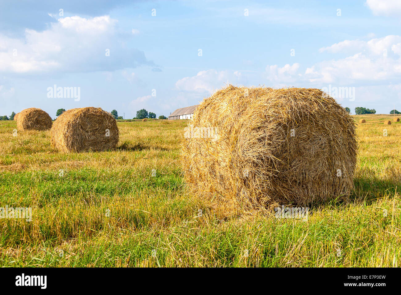 Haystacks in the field Stock Photo - Alamy