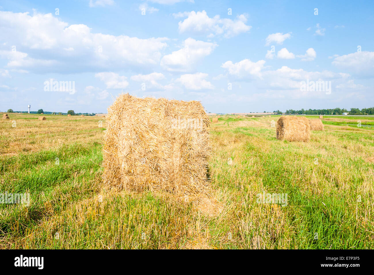 Haystacks in the field Stock Photo - Alamy
