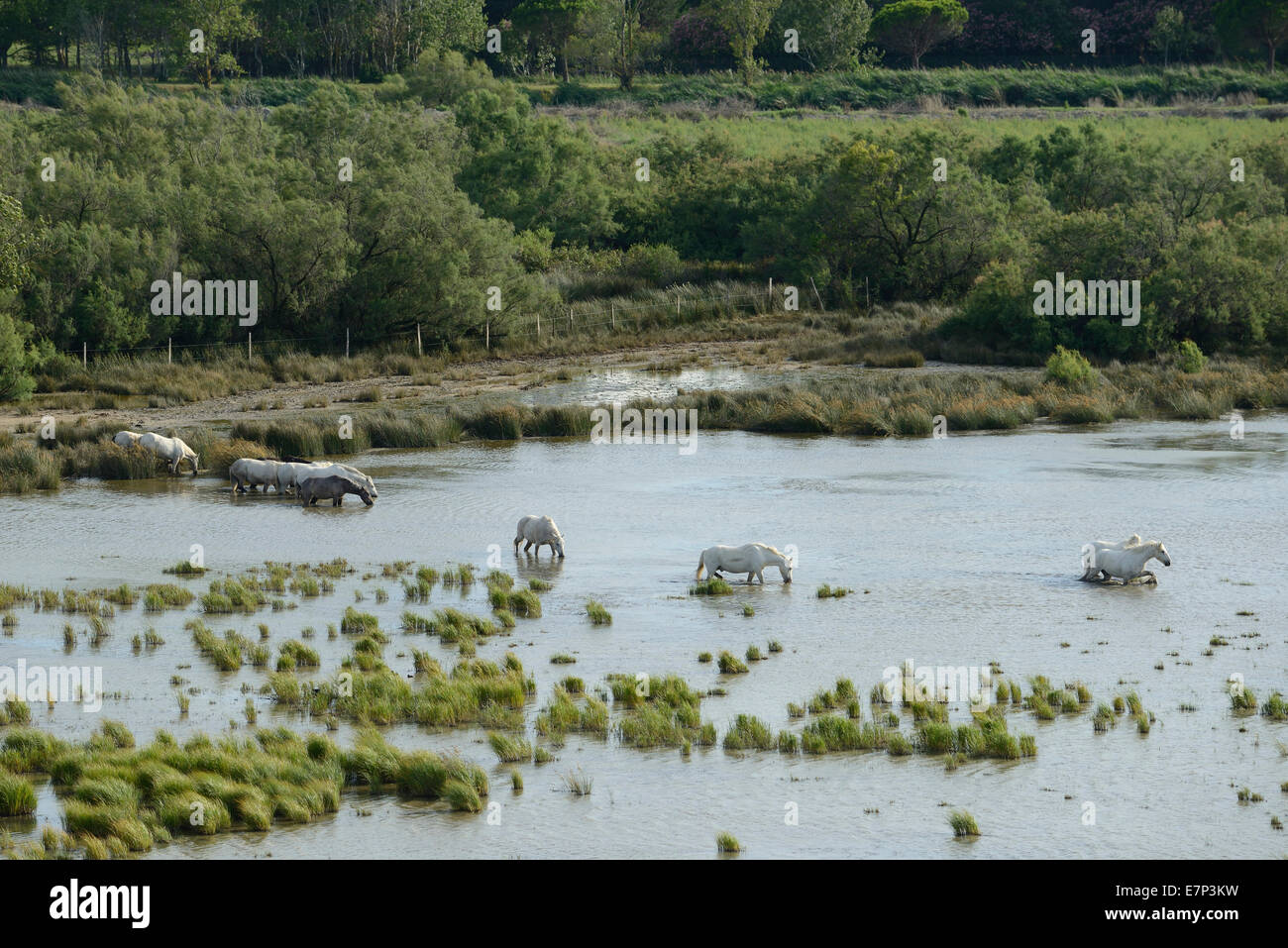 Europe, France, Languedoc- Roussillon, Camargue, wetland, white horses ...