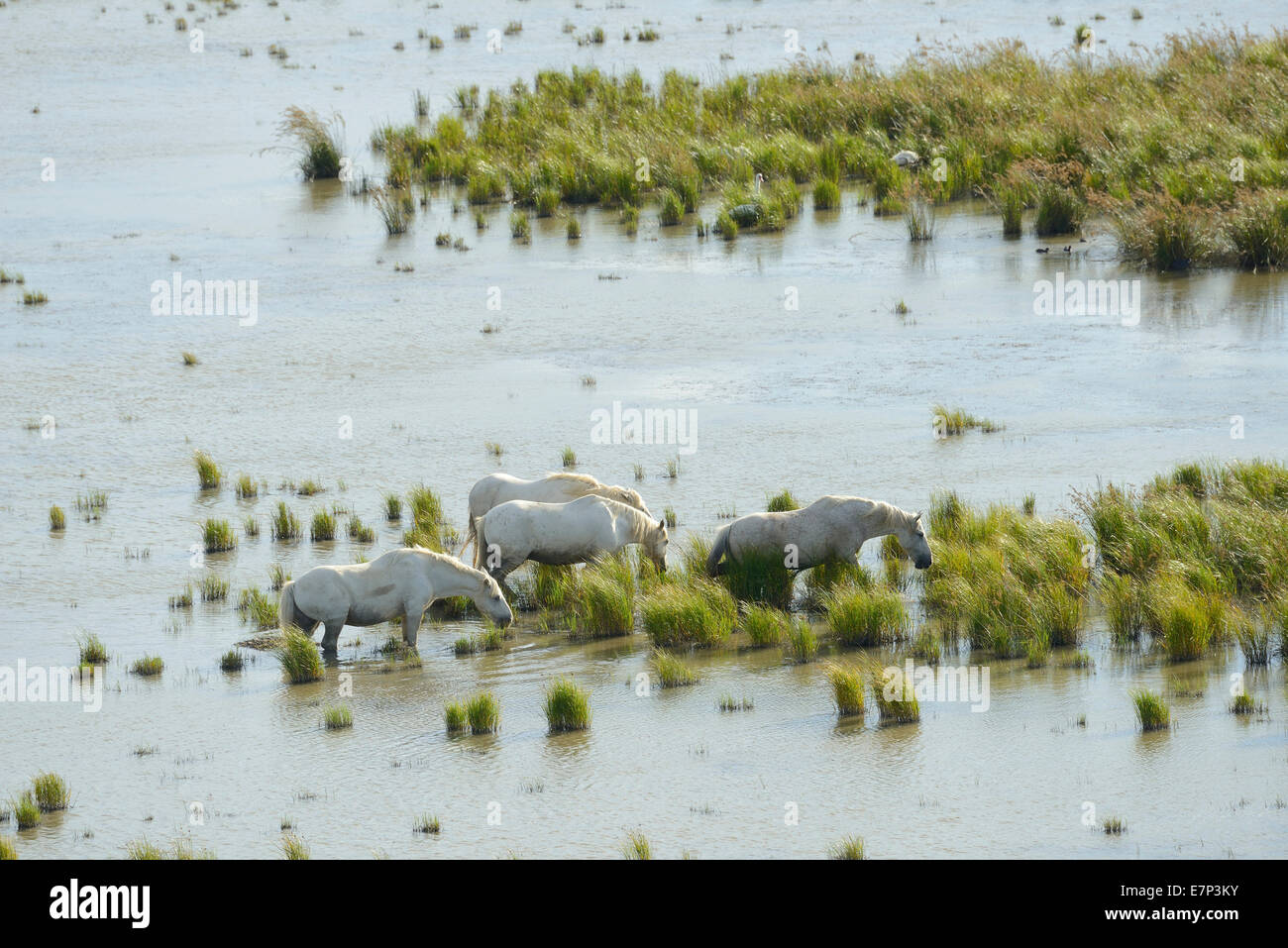 Europe, France, Languedoc- Roussillon, Camargue, wetland, white horses ...