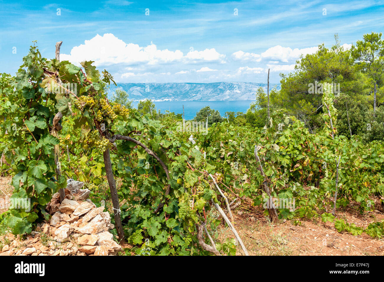 Grapefield in Humac village, Hvar island, Croatia Stock Photo - Alamy