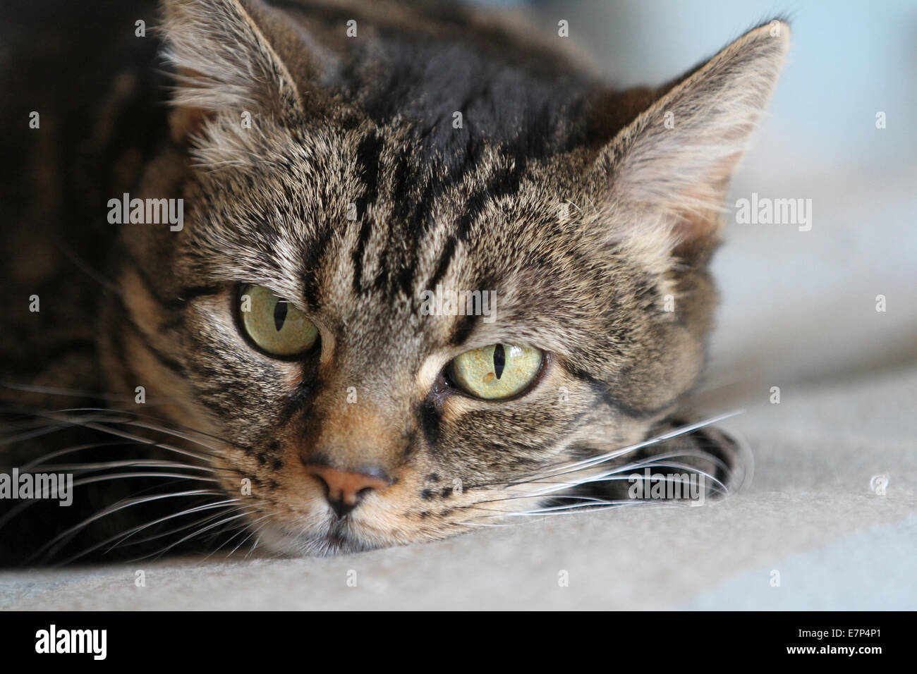 Common mackerel tabby cat close up full face, looking curiously at the ...