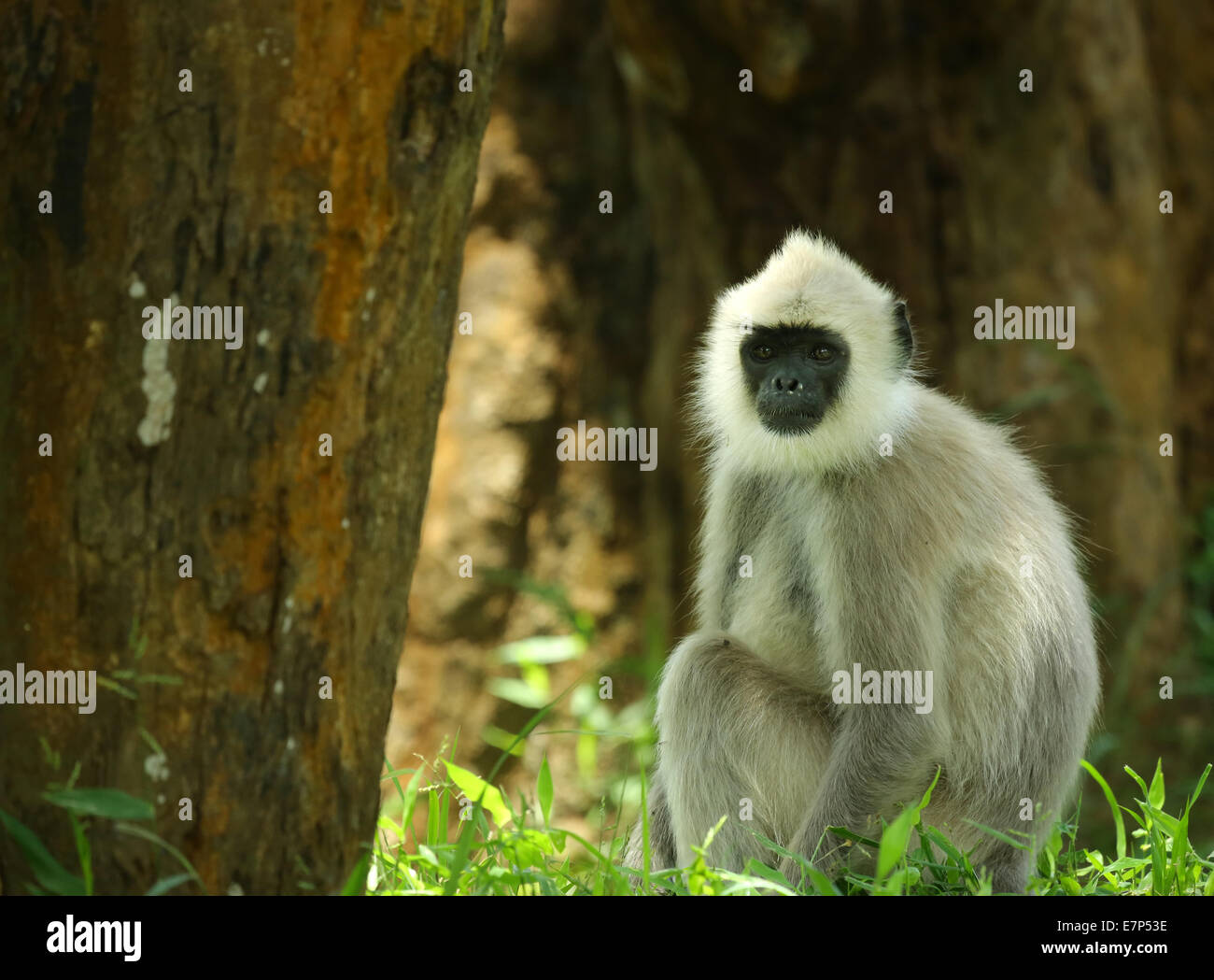 Hanuman Langur is believed to be one of the Old World monkeys ...
