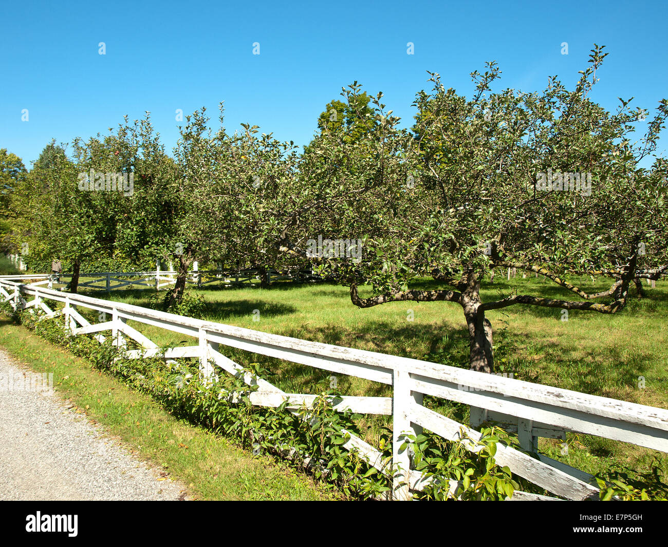 Apple farming heritage hi-res stock photography and images - Alamy