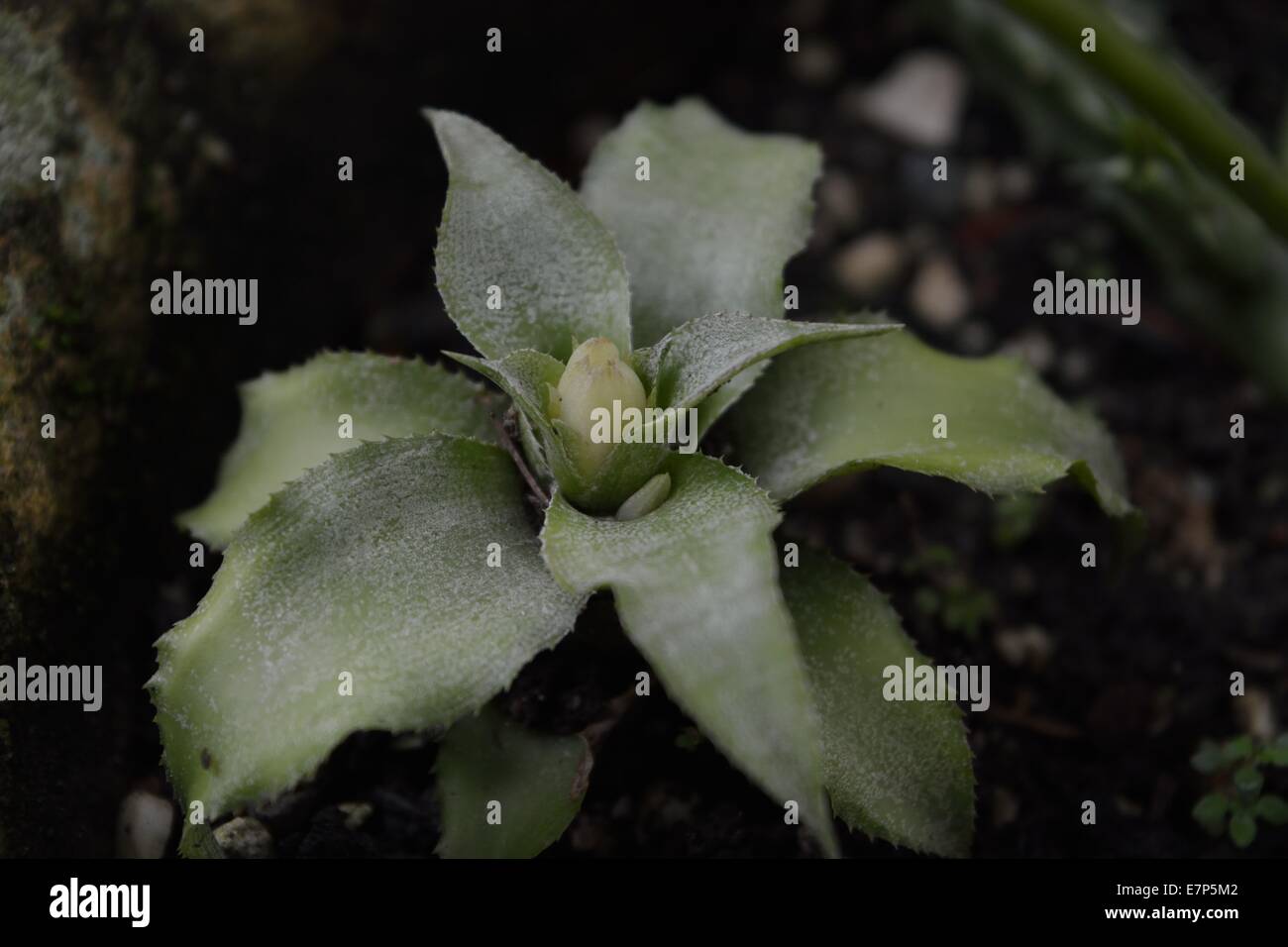 Budding plant hi-res stock photography and images - Alamy