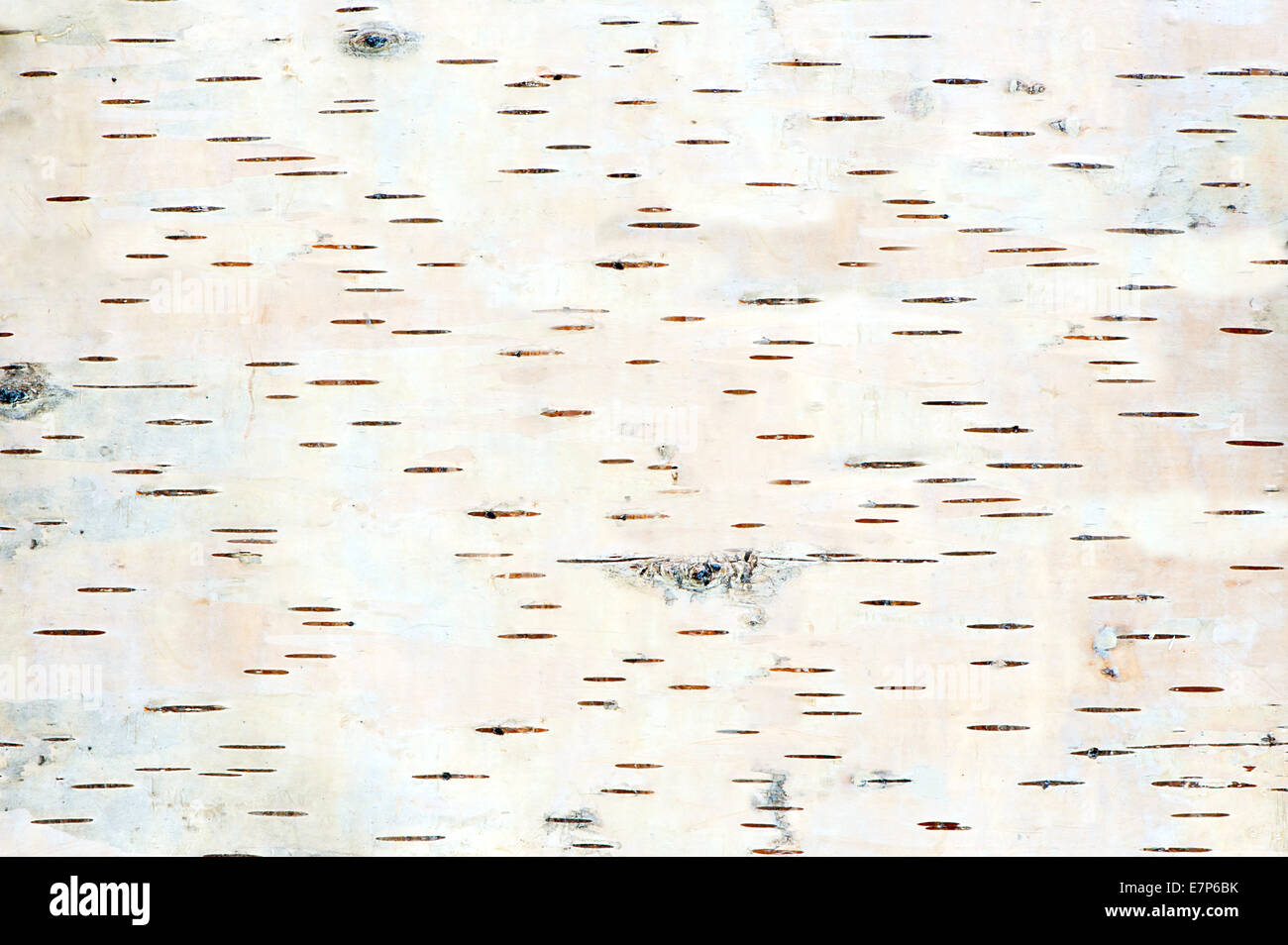close up of birch tree bark details - background or texture Stock Photo ...