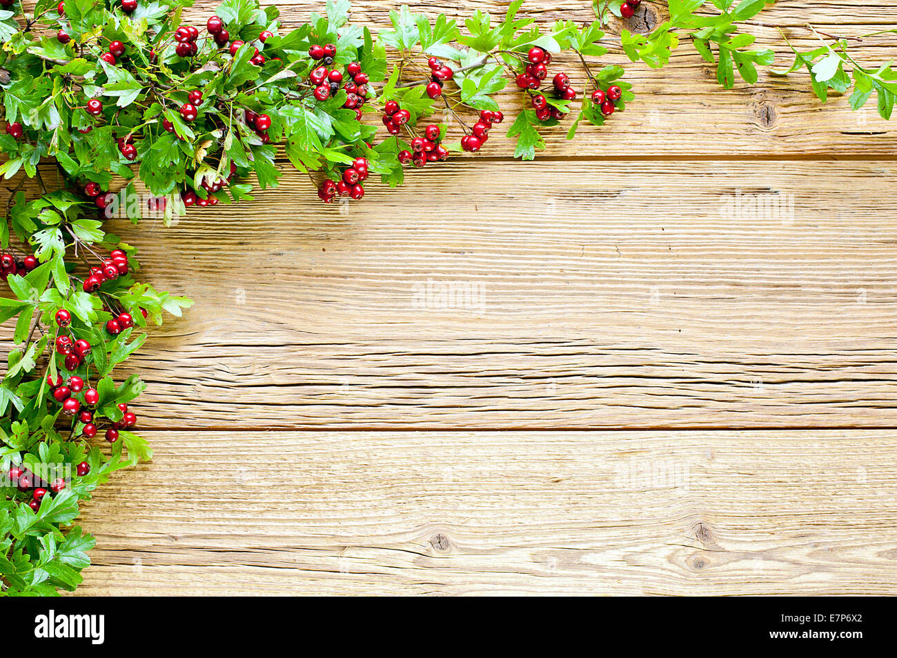 Hawthorn bright red berries hi-res stock photography and images - Alamy