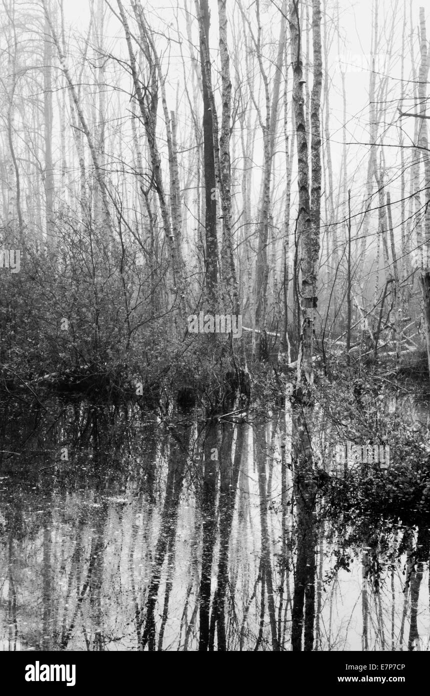 In cold forest water Black and White Stock Photos & Images - Alamy