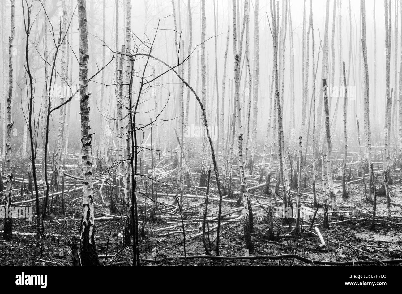 In cold forest water Black and White Stock Photos & Images - Alamy