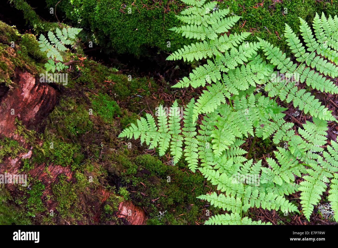 Lush moss green ferns hi-res stock photography and images - Alamy