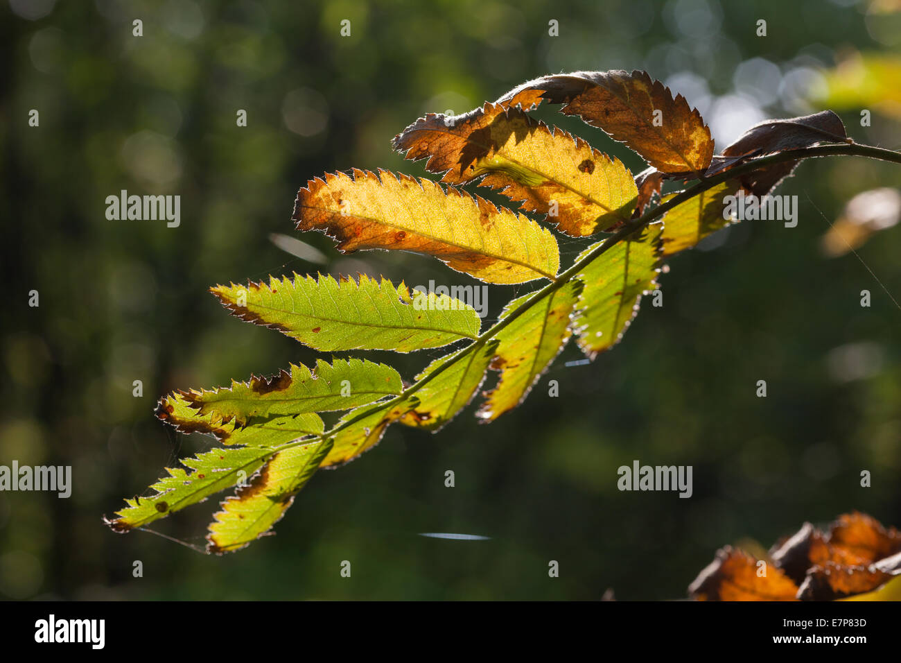 Rowan leaf hi-res stock photography and images - Alamy