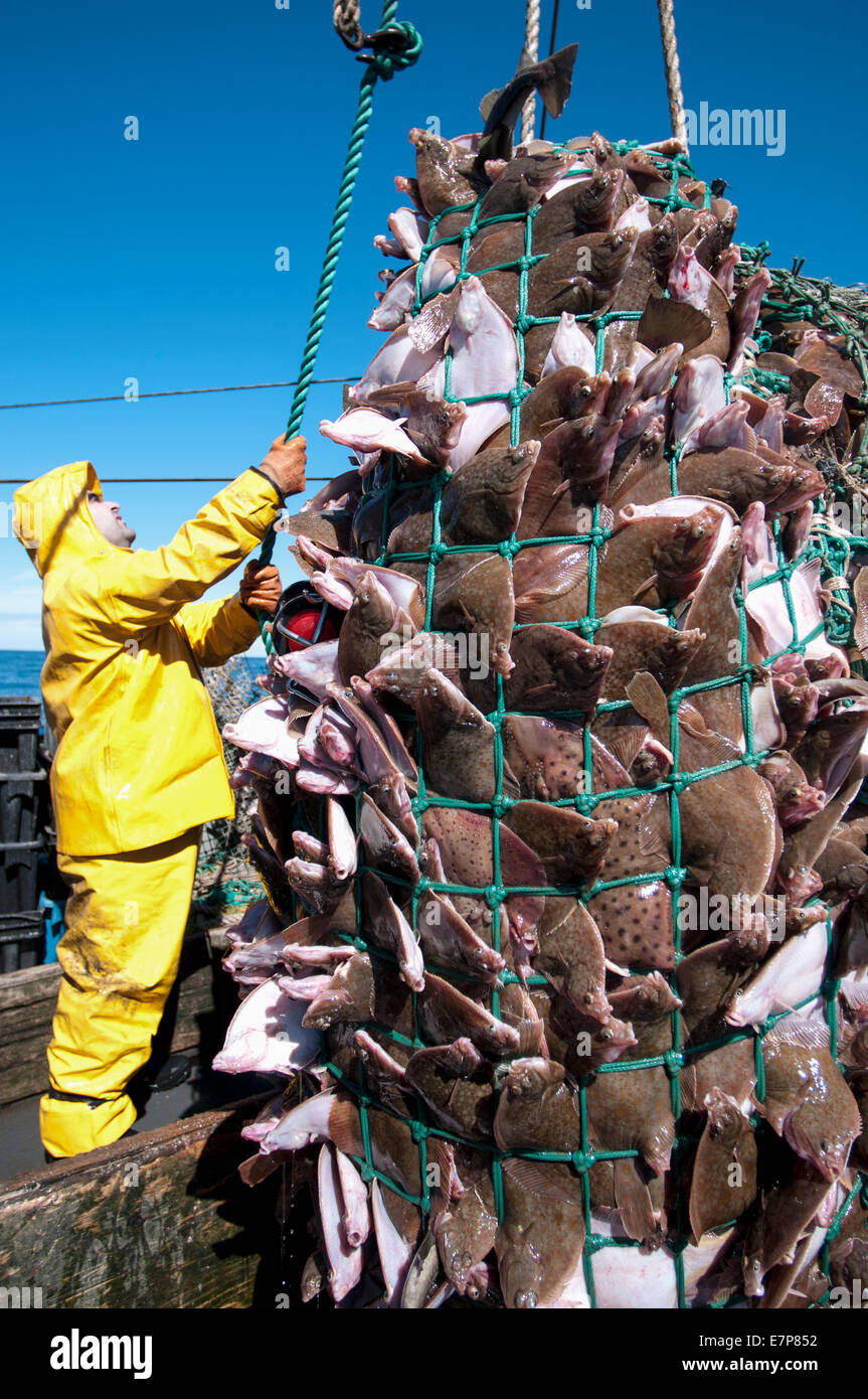 Fisherman aboard dragger hauls in net full of Yellowtail Flounder ...