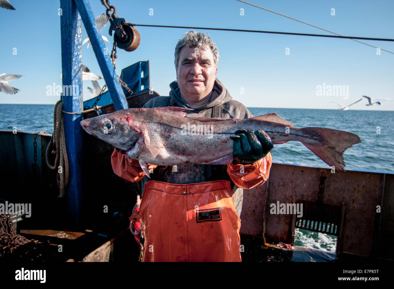 Atlantic Cod (Gadus Morhua) on deck of fishing dragger.Stellwagen Bank ...