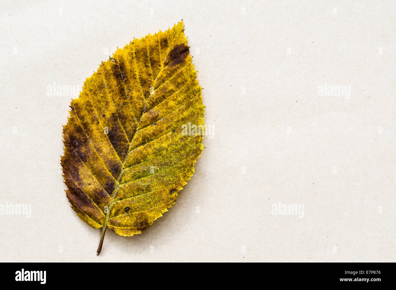 autumn leaf on paper background Stock Photo - Alamy