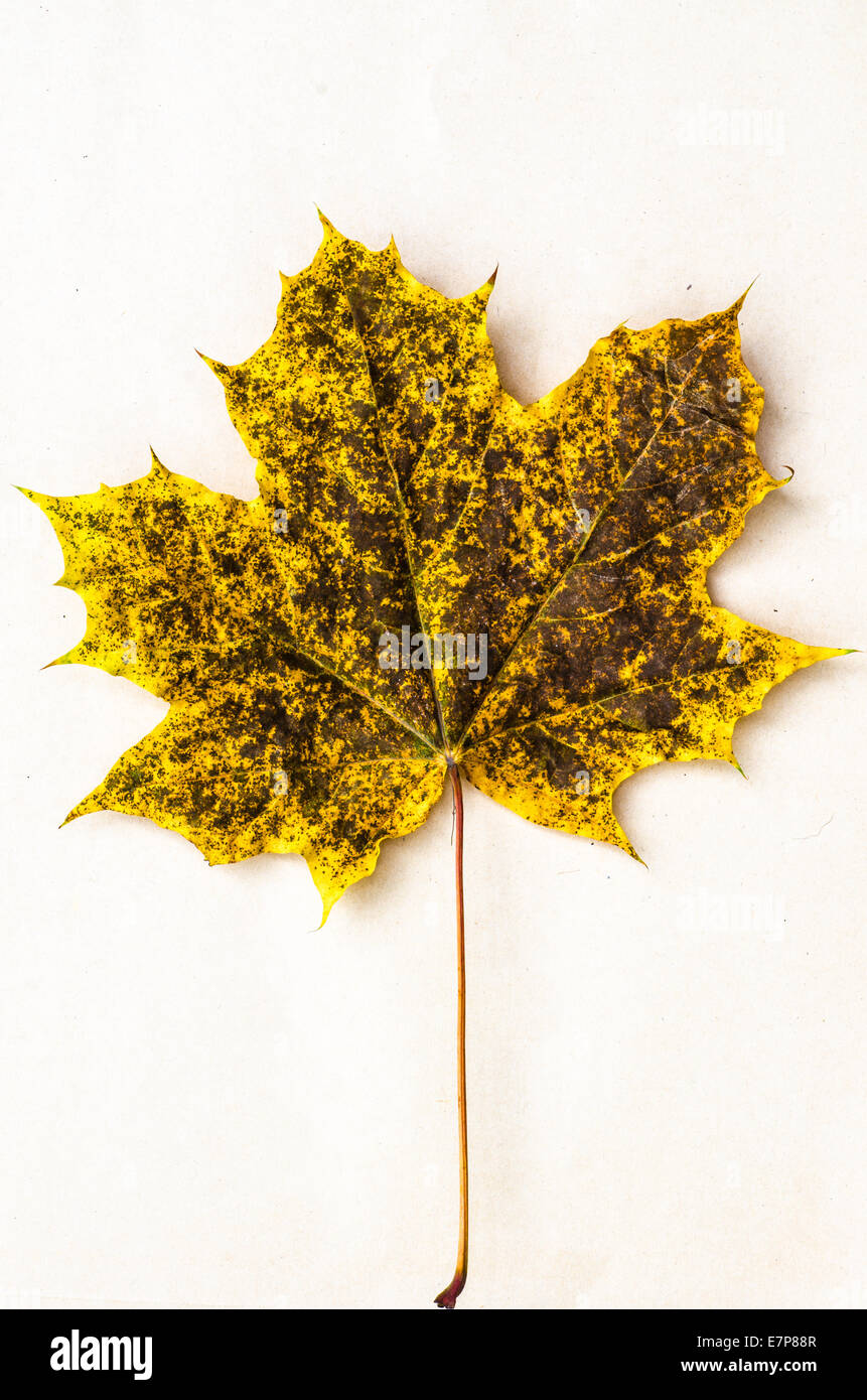 autumn leaf on paper background Stock Photo - Alamy