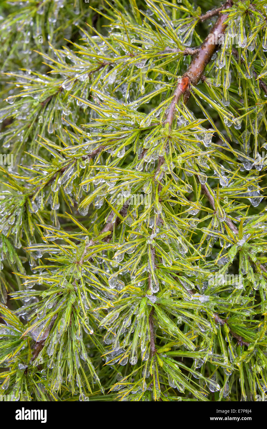 Ice needle pattern hi-res stock photography and images - Alamy