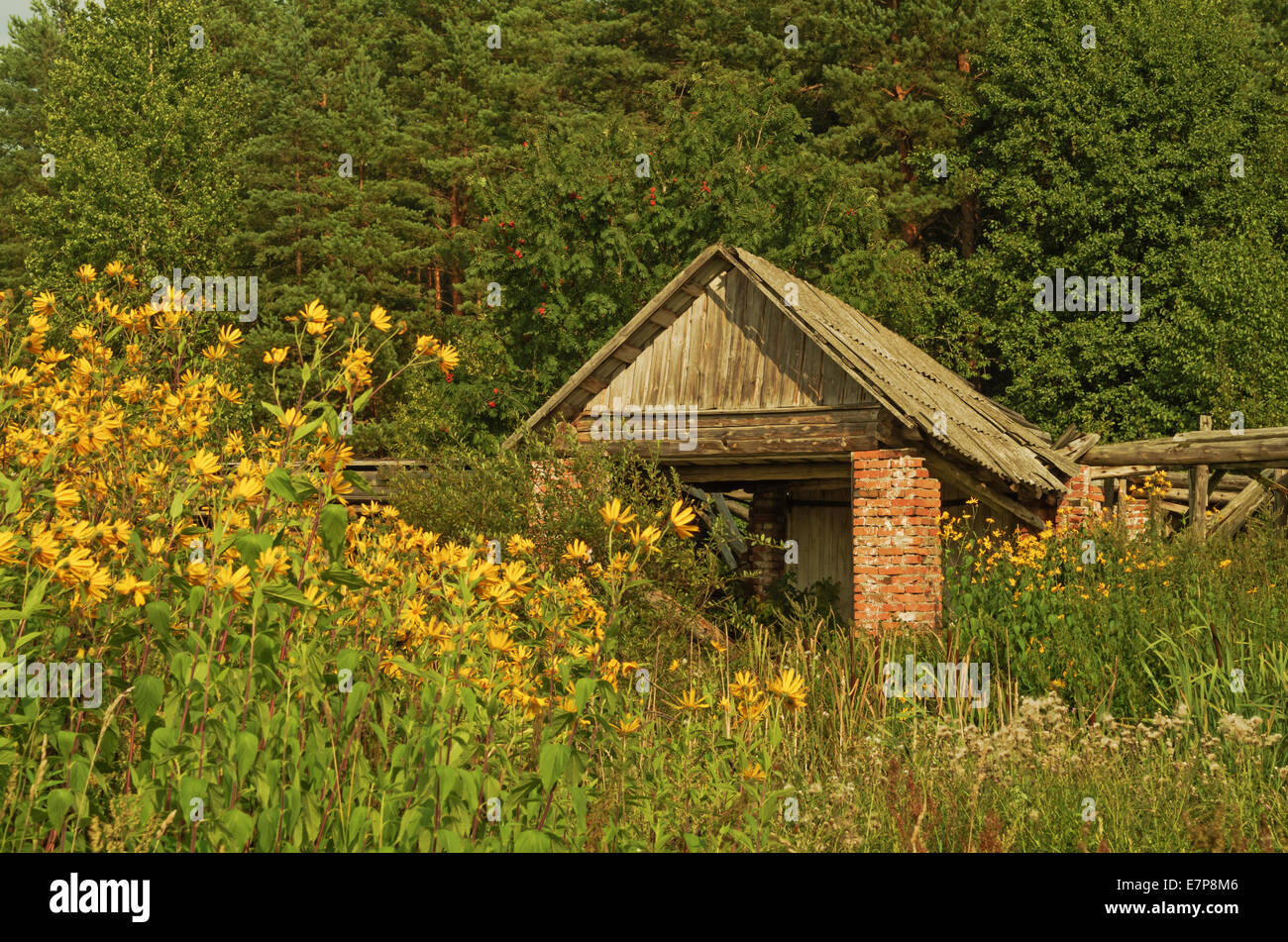 The very old building of a farm for cows (1950 Stock Photo - Alamy