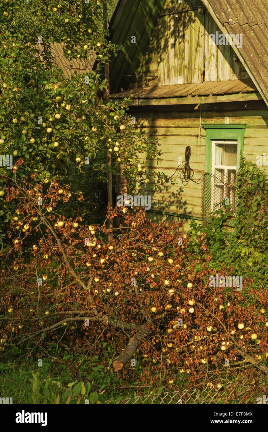House, apple-tree and the broken branch of an apple-tree Stock Photo ...